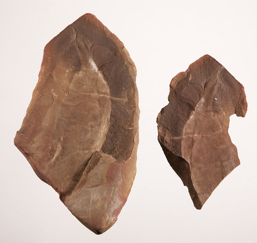 Tullimonstrum gregarium, Tully Monster - DLD 790 – Daves Rock Shop