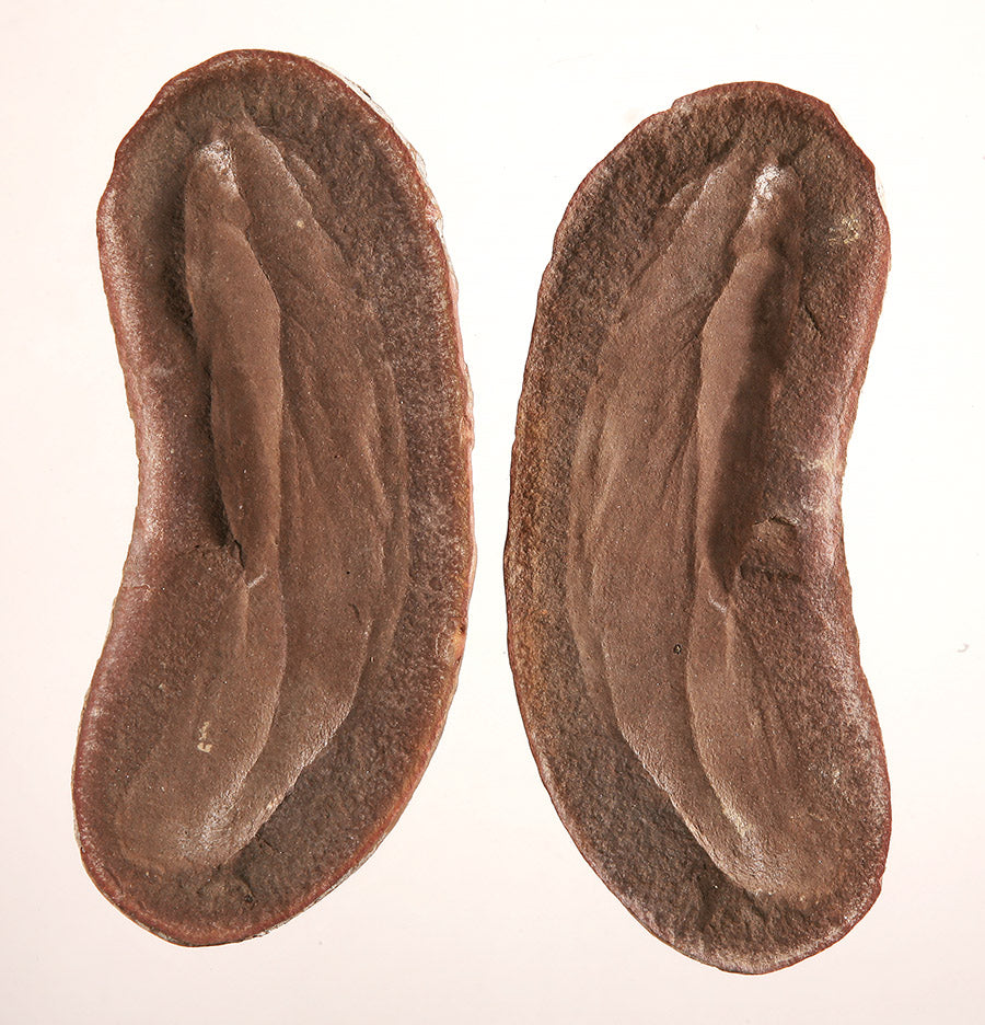 Tullimonstrum gregarium, Tully Monster - DLD 716 – Daves Rock Shop