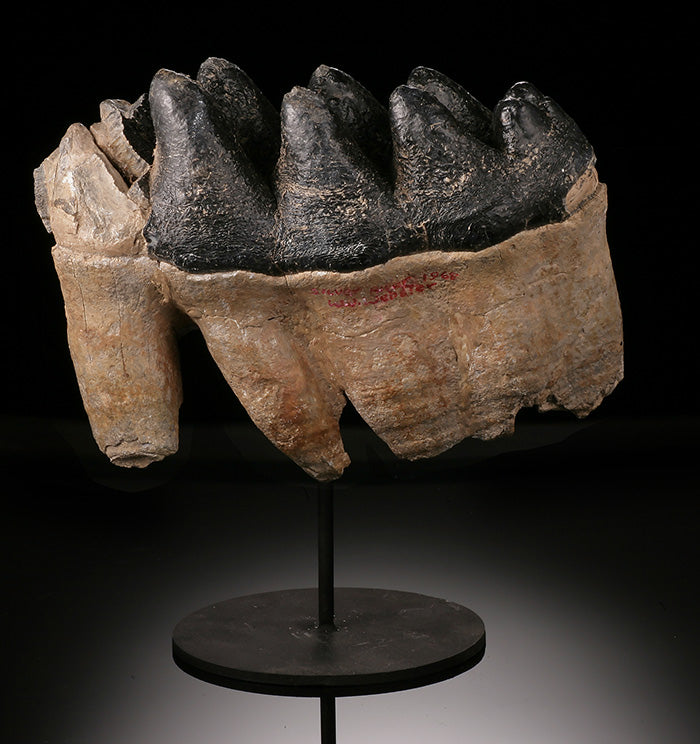 Gomphotherium Tooth – Daves Rock Shop